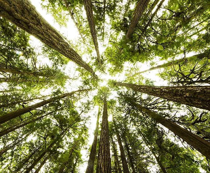 Environmental sustainability for business: Corporate Finance | Citizens